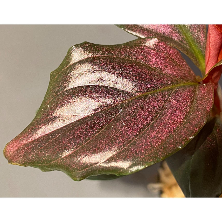 Rhodospatha sp. from Ecuador [tanakay] | M・R・G・R