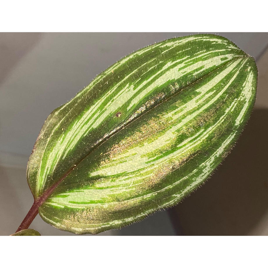 Spatholirion sp. from Guangxi | M・R・G・R