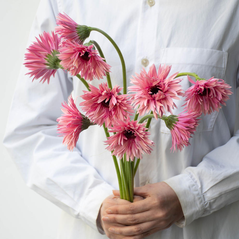 ガーベラ「イギー」 | tokyo_shokubutsu_zufu