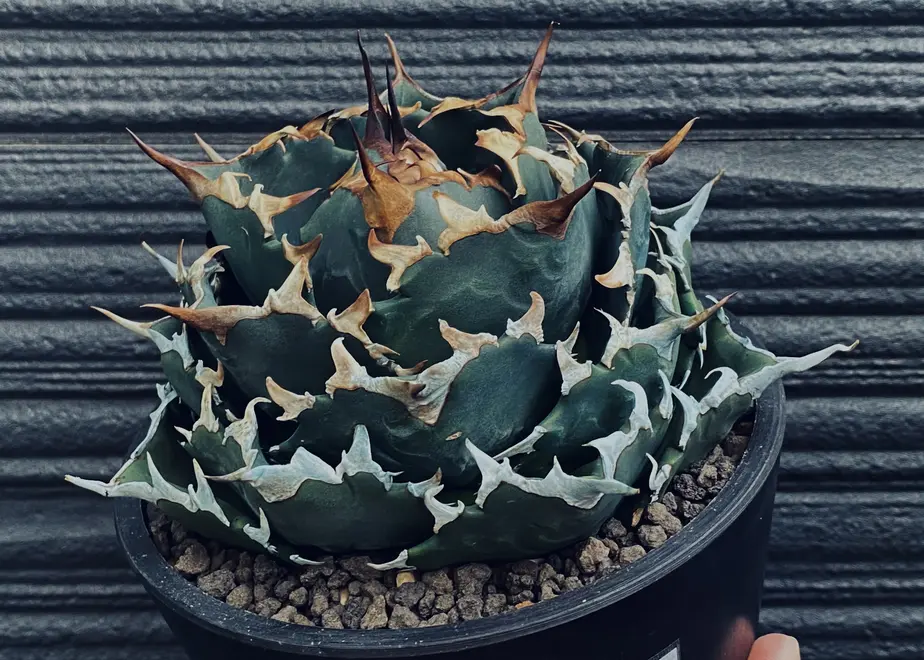 アガベ・チタノタ 夕映厳竜-006｜agave titanota Solar Eclipse ...