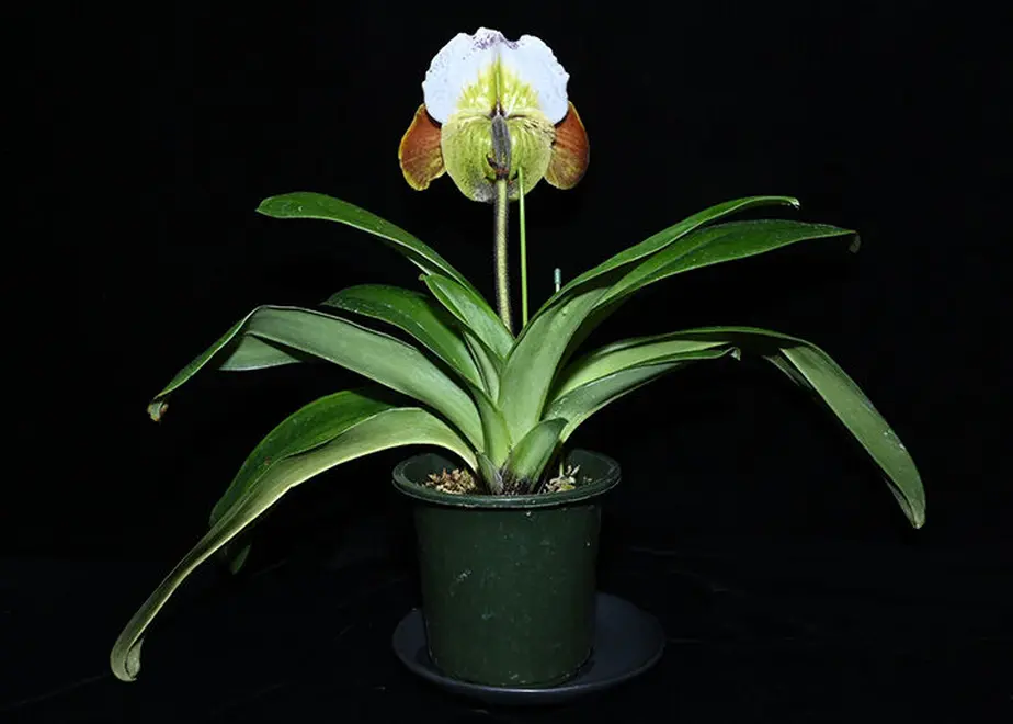 Paph. Funky World 花付き株 | 大和農園洋蘭部