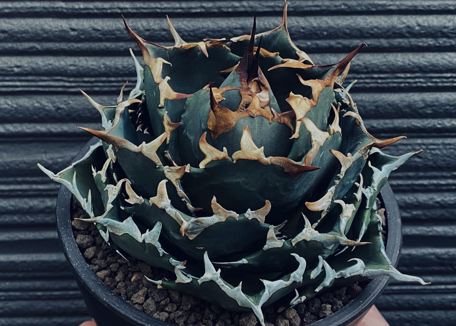 アガベ・チタノタ 夕映厳竜-006｜agave titanota Solar Eclipse ...