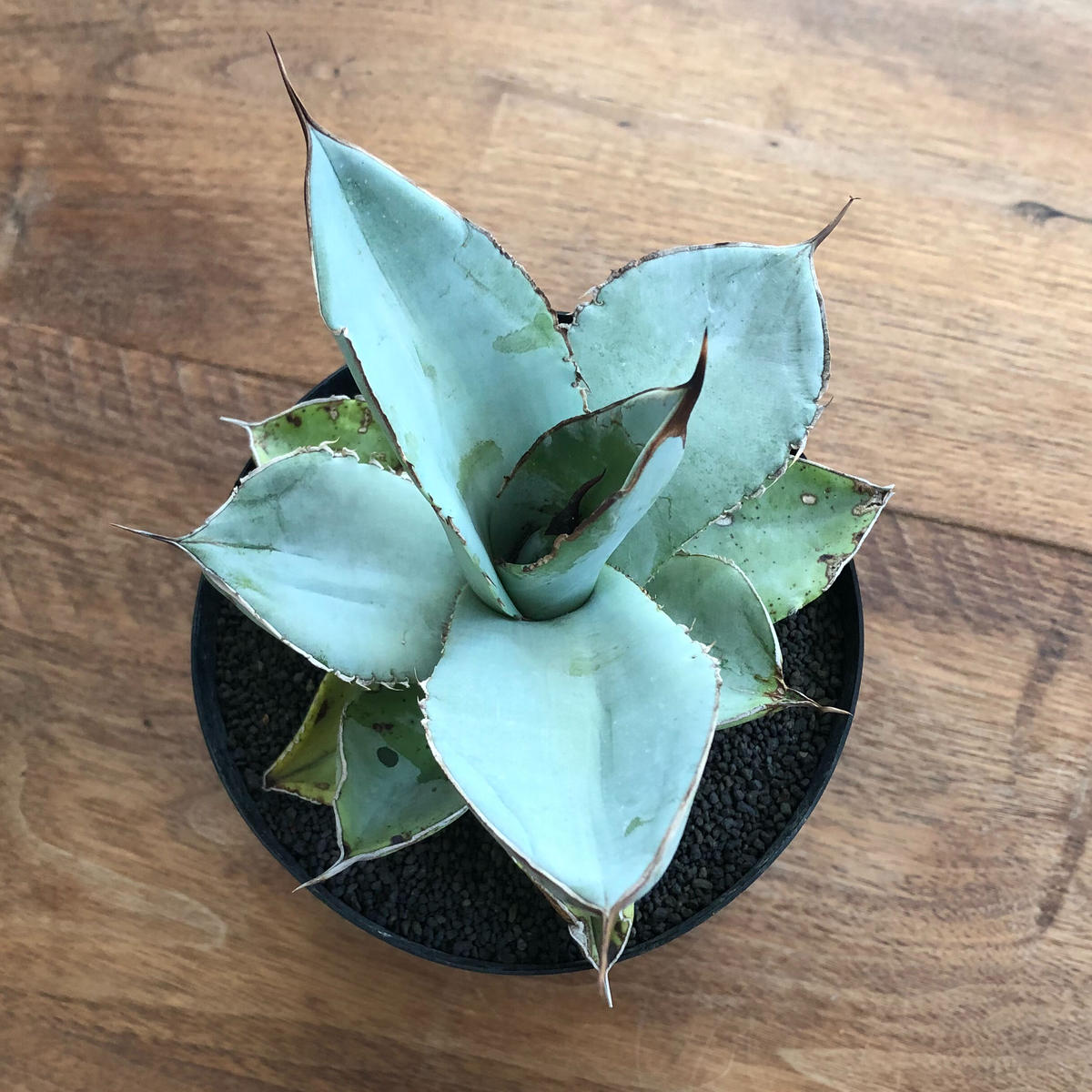 Agave White Ice | EL Damian