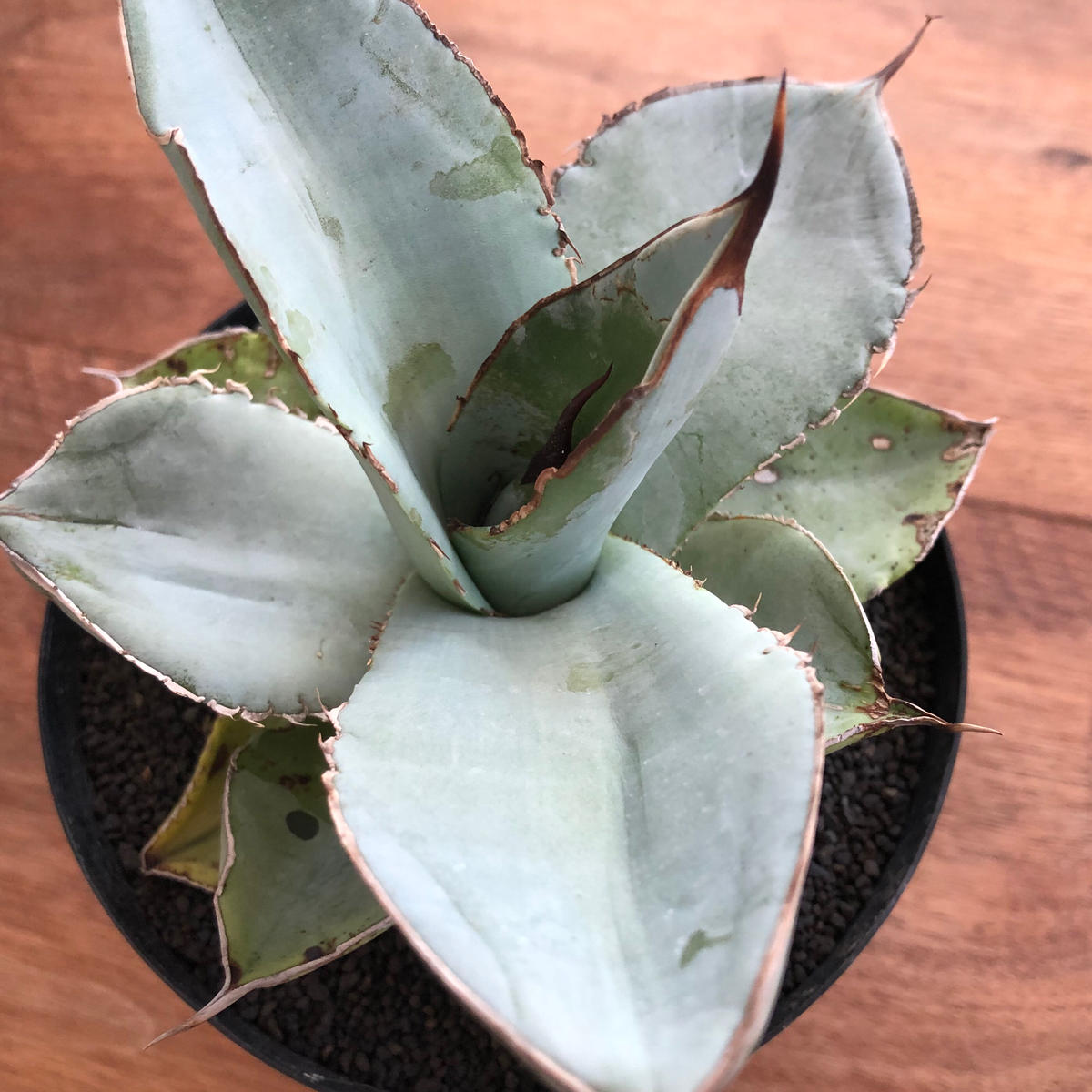 Agave White Ice | EL Damian