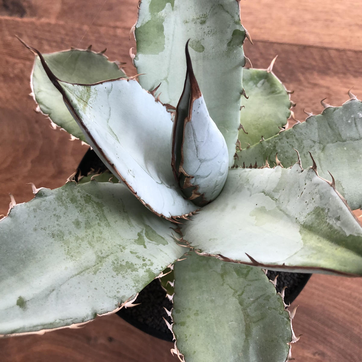 Agave Titanota White Ice | EL Damian
