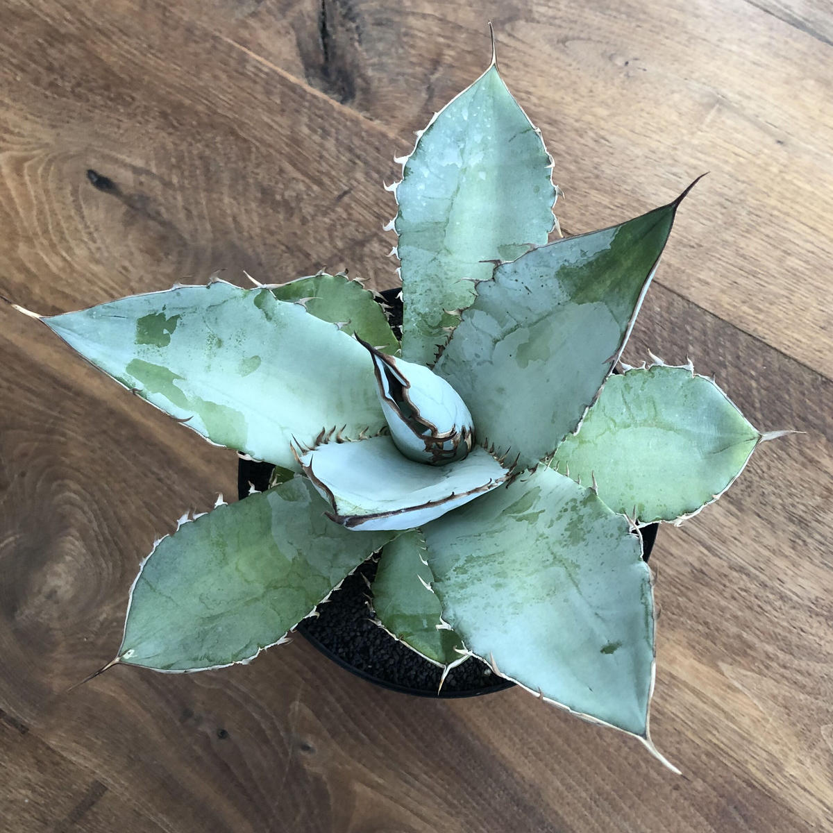 Agave Titanota White Ice | EL Damian