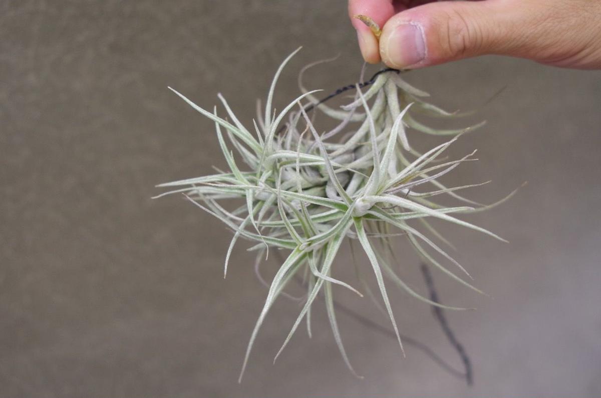 マルコナエ クランプ 08号 | air-plants TENGU-DO