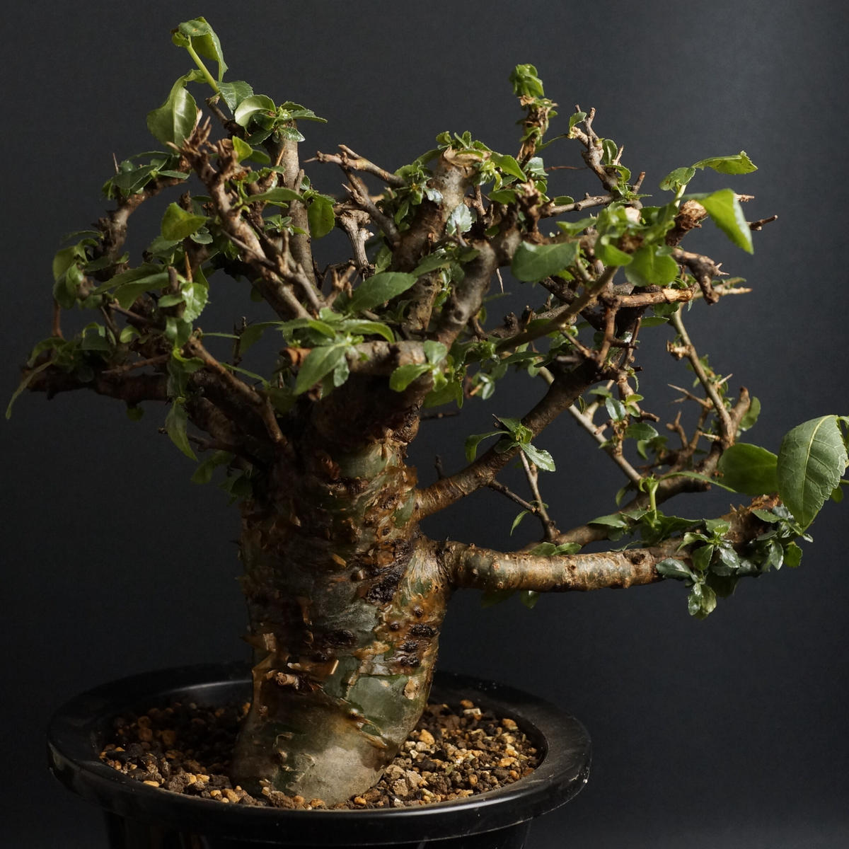 "Commiphora incisa" コミフォラ インシサ 管理1222 | bokaapc...
