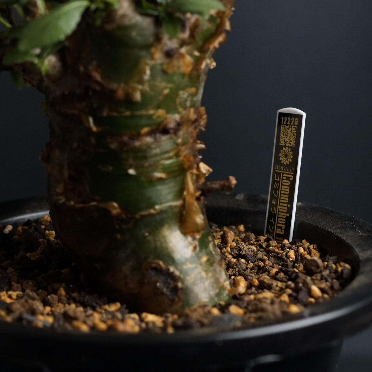 "Commiphora incisa" コミフォラ インシサ 管理1222 | bokaapc...