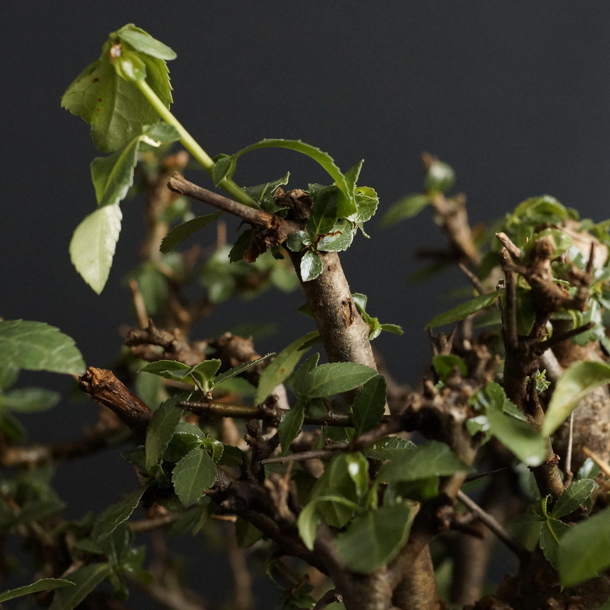 "Commiphora incisa" コミフォラ インシサ 管理1222 | bokaapc...