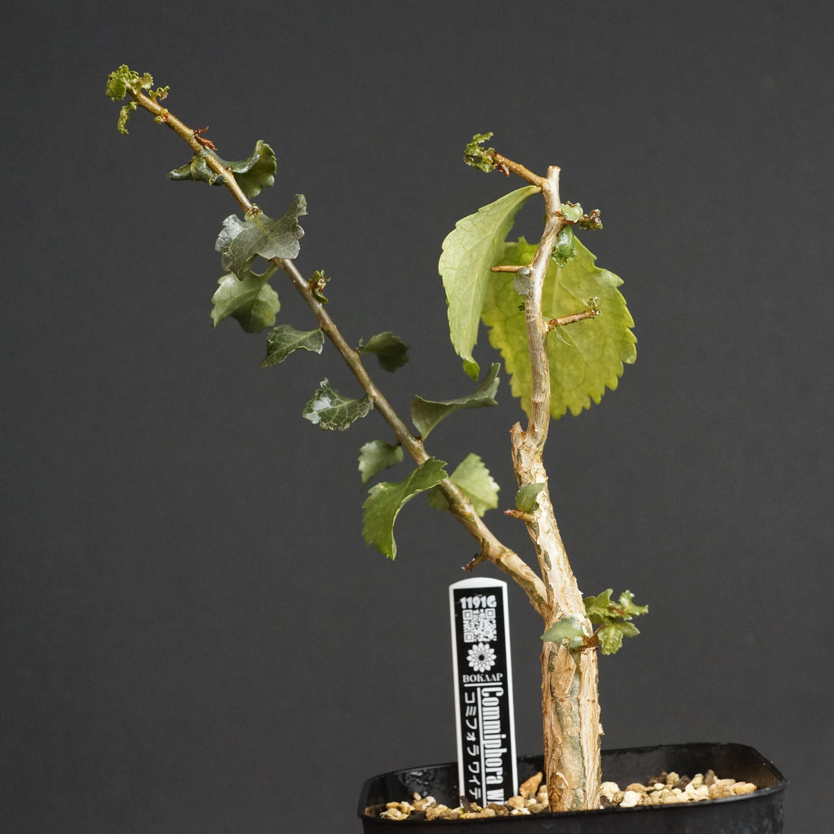 "Commiphora wightii" コミフォラ ワイティ 管理1191 | bokaap...
