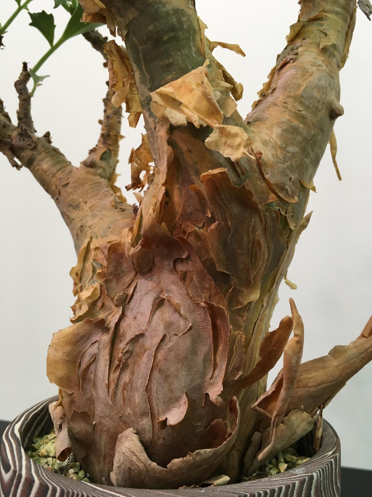 Cyphostemma betiforme キフォステンマ ベティフォルメ | • BOTA...