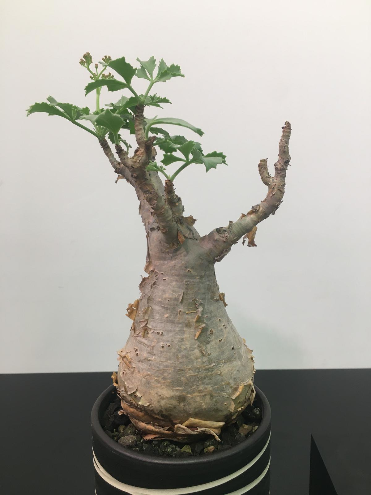 Cyphostemma betiforme キフォステンマ ベティフォルメ | • BOTA...