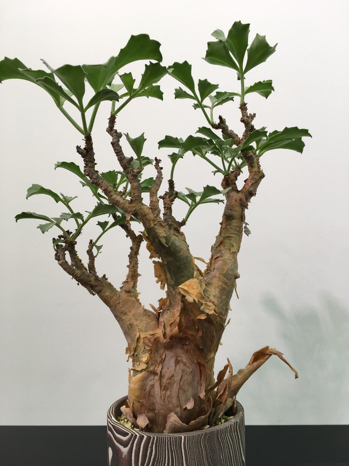 Cyphostemma betiforme キフォステンマ ベティフォルメ | • BOTA...