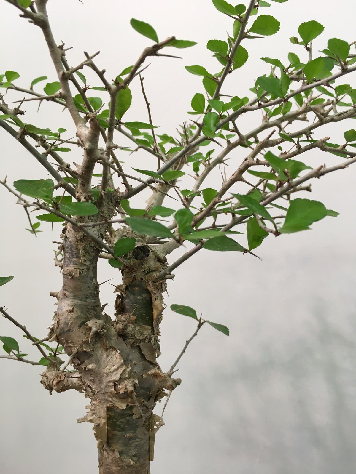 Commiphora simplicifolia コミフォラ シンプリキフォリア | • B...