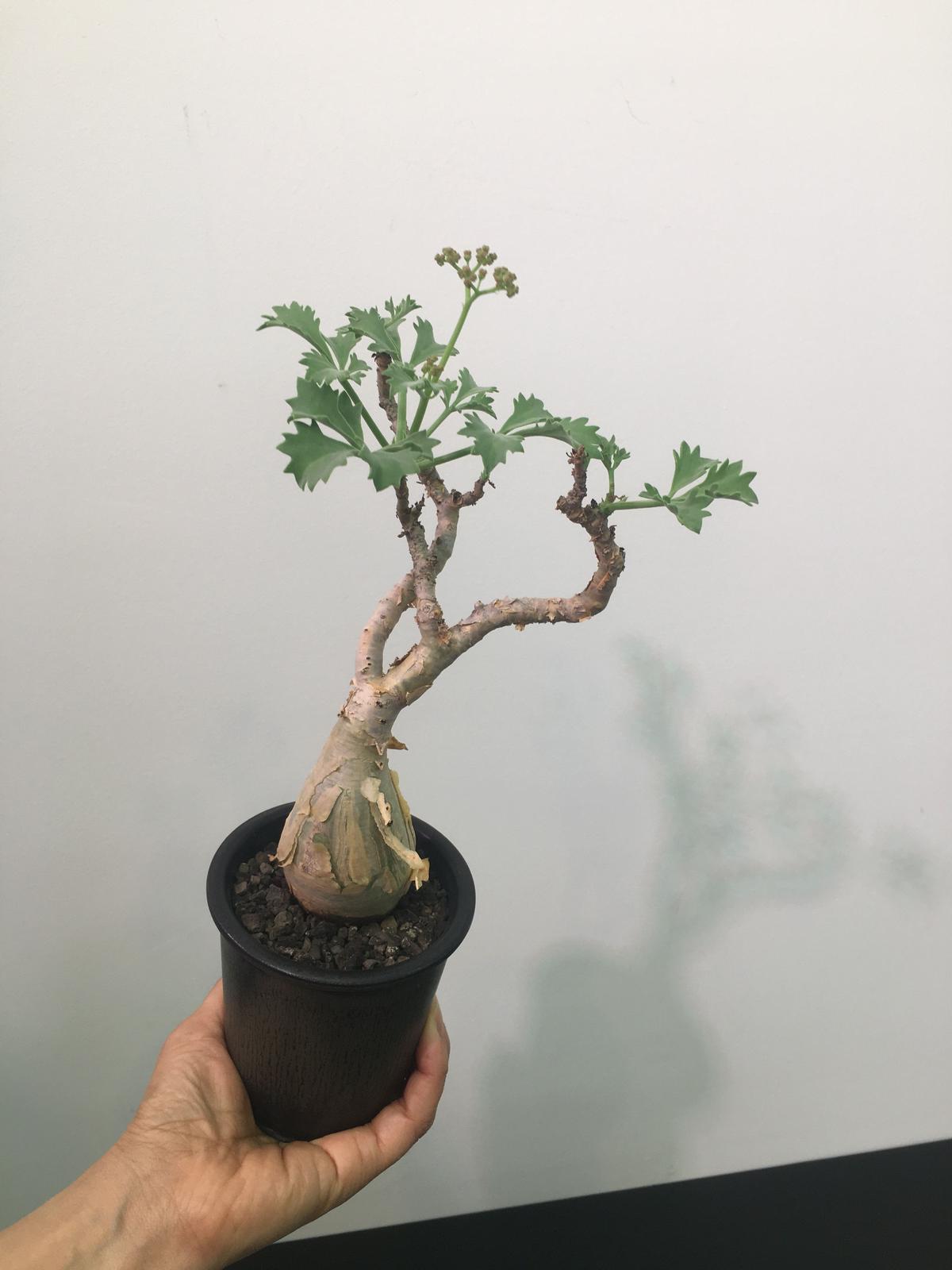 Cyphostemma betiforme キフォステンマ ベティフォルメ | • BOTA...