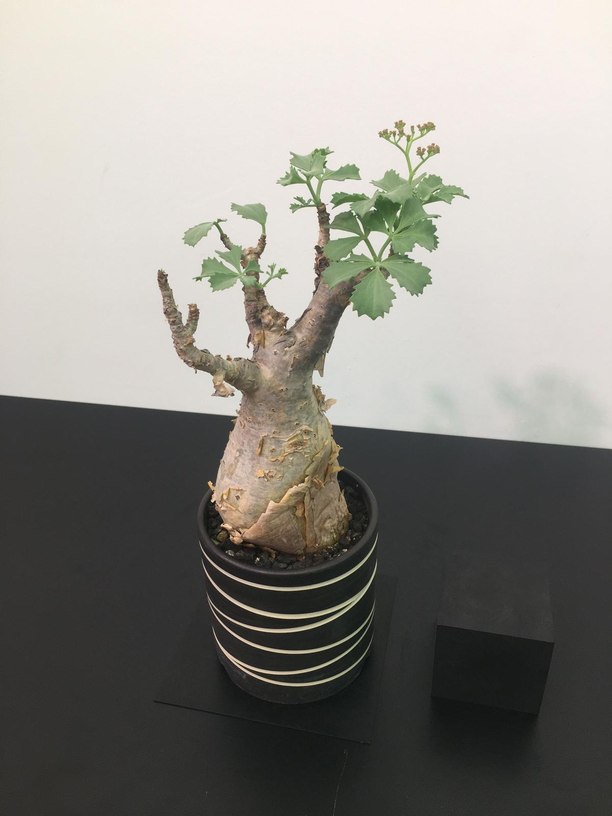 Cyphostemma betiforme キフォステンマ ベティフォルメ | • BOTA...