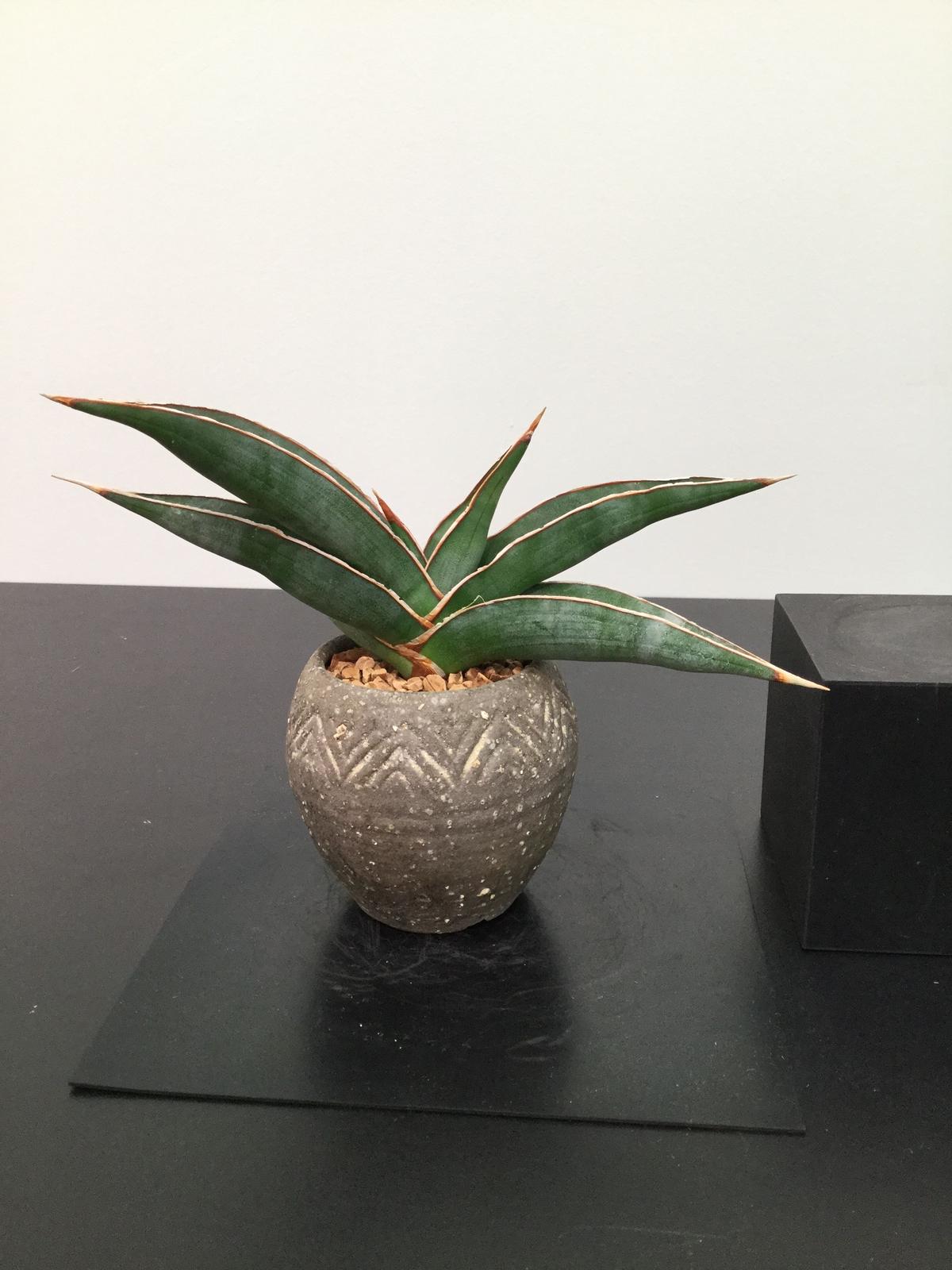 Sansevieria rorida 'Lavranos 23395' サンセベリア ロリダ...