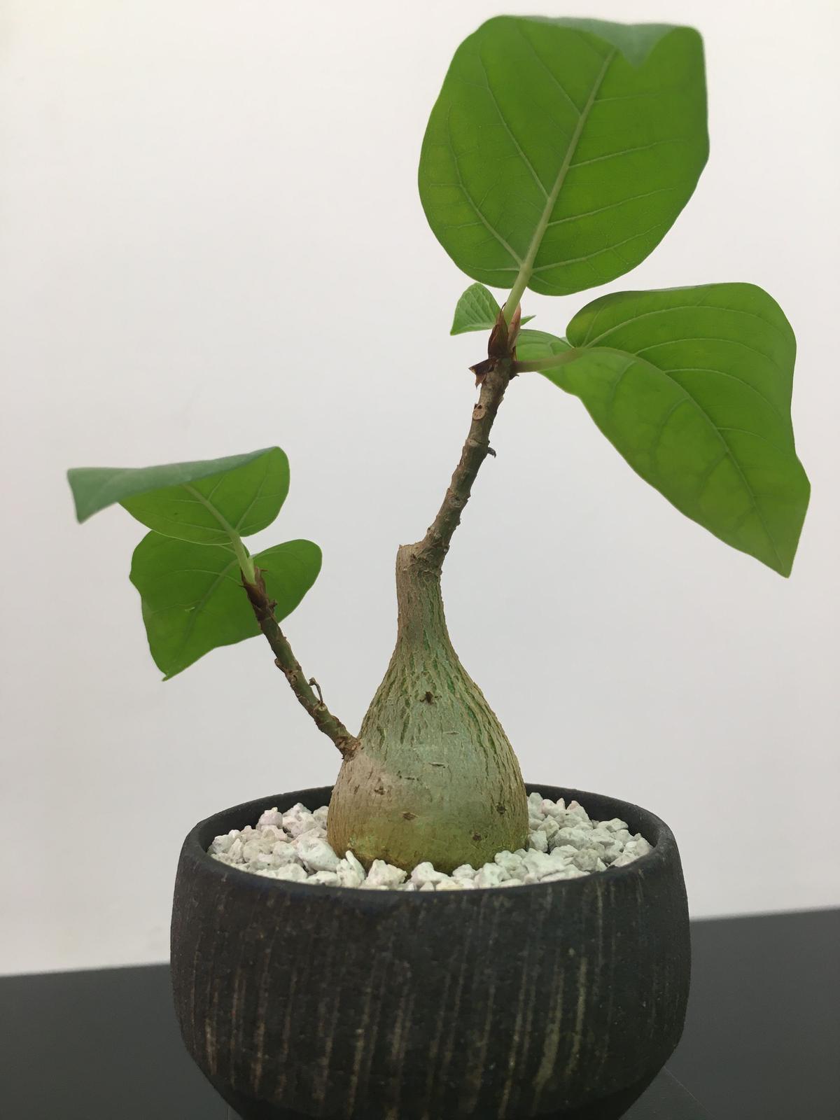 Ficus palmeri フィカス パルメリー | • BOTAN