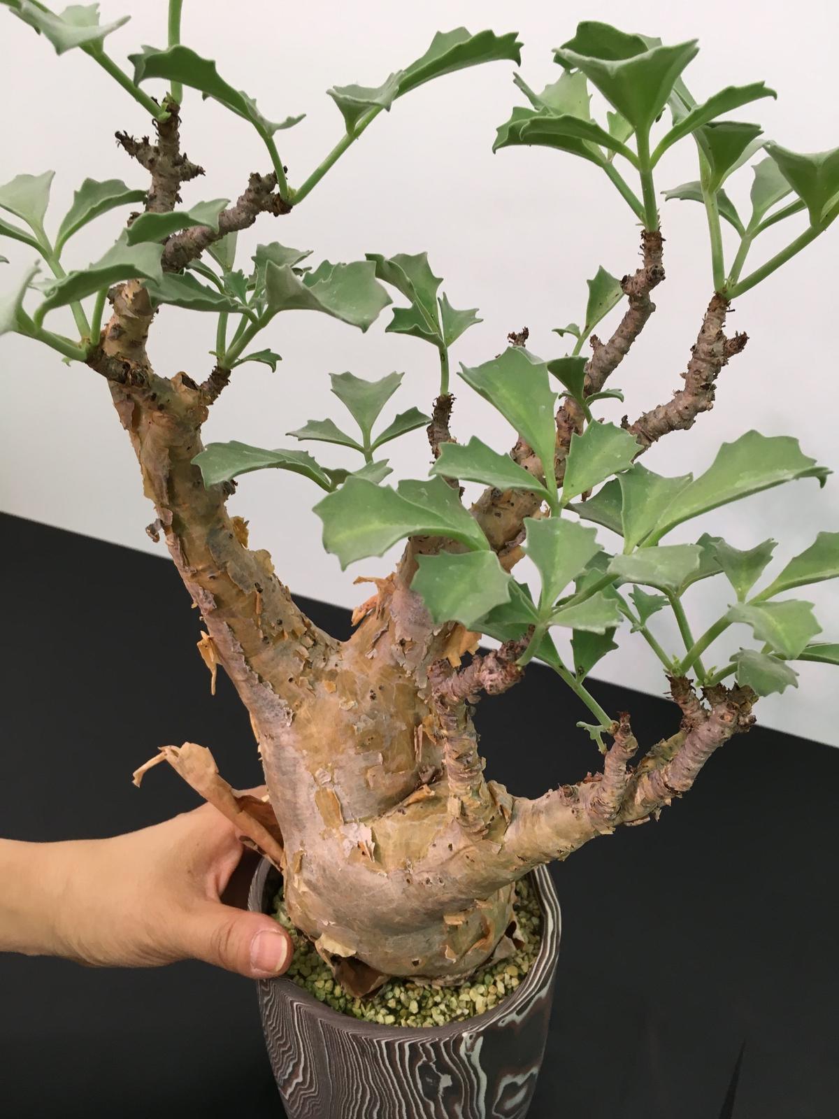 Cyphostemma betiforme キフォステンマ ベティフォルメ | • BOTA...