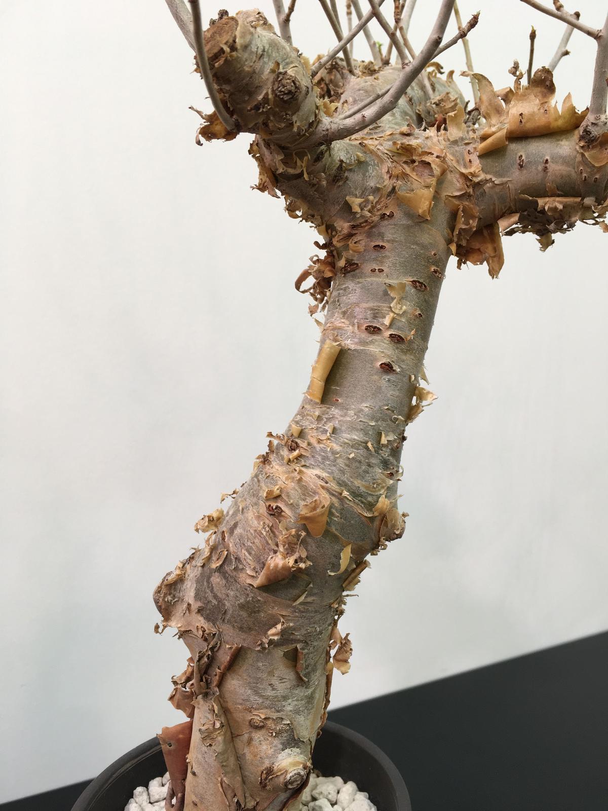 Commiphora kua コミフォラ クア | • BOTAN