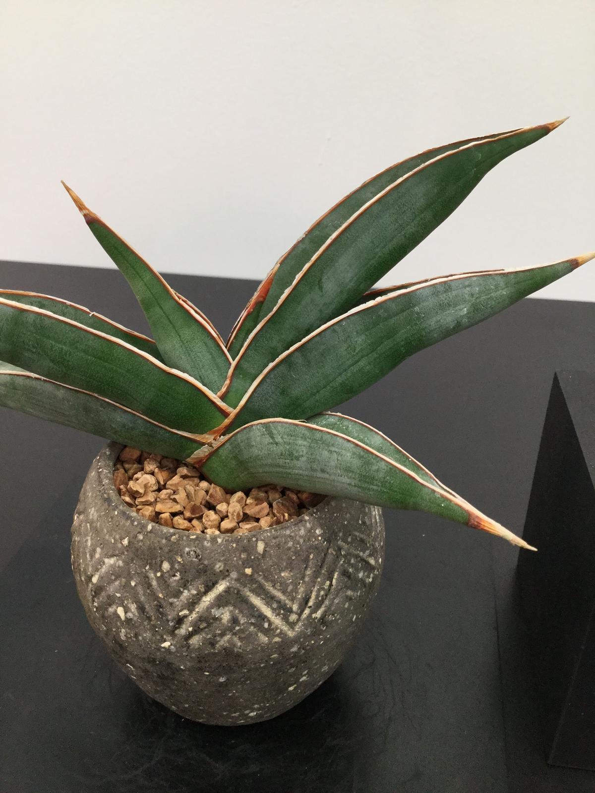 Sansevieria rorida 'Lavranos 23395' サンセベリア ロリダ...