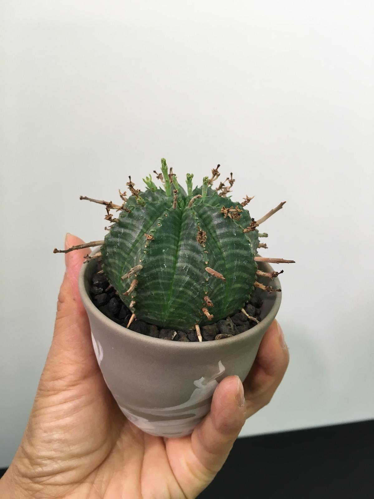 Euphorbia valida ユーフォルビア バリダ 短刺極選 実生 | • BOTAN