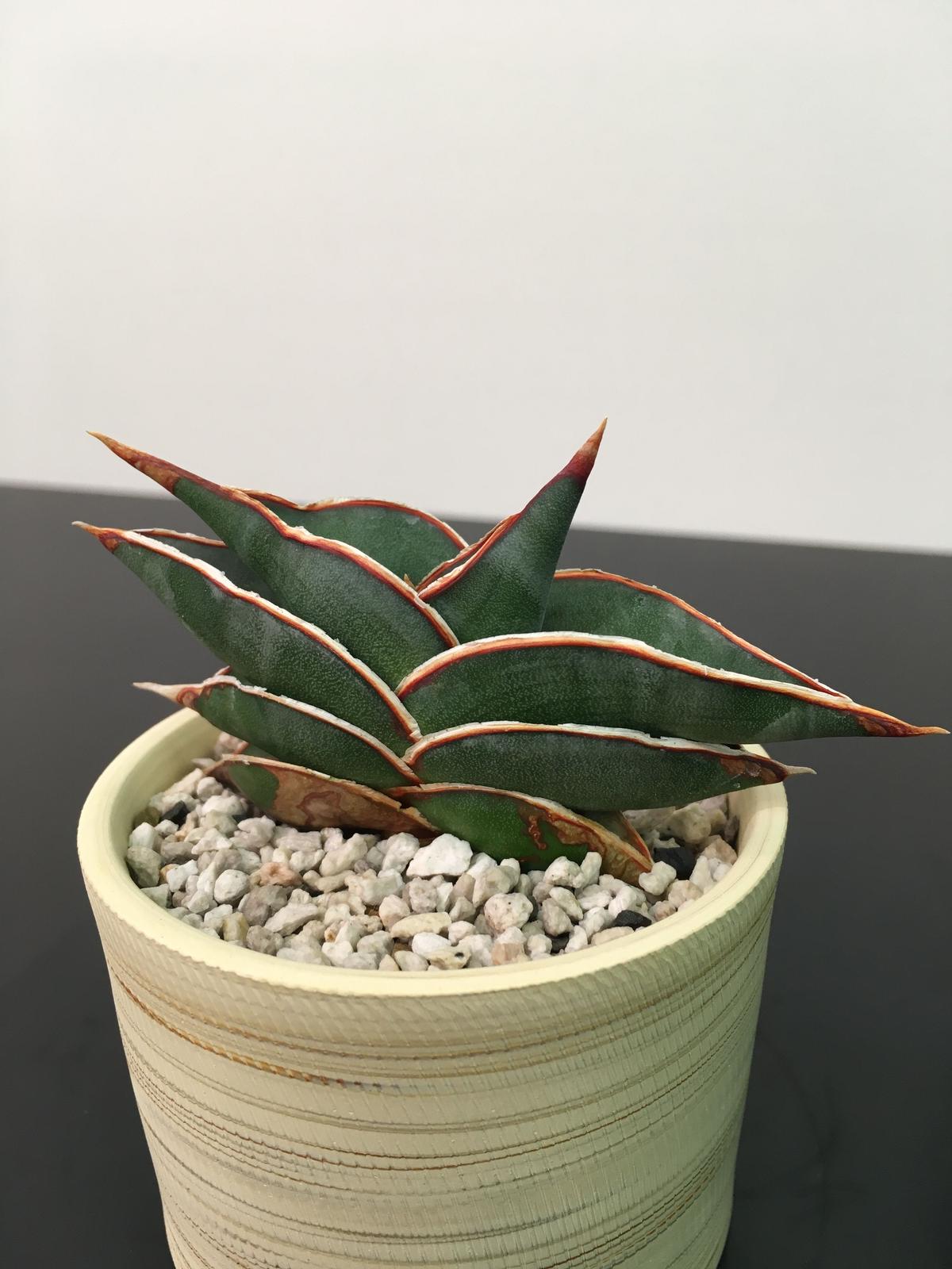 Sansevieria rorida サンセベリア ロリダ | • BOTAN