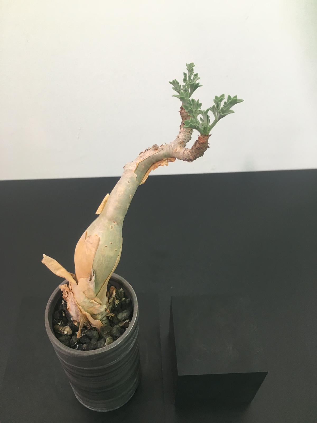 Cyphostemma betiforme キフォステンマ ベティフォルメ | • BOTA...