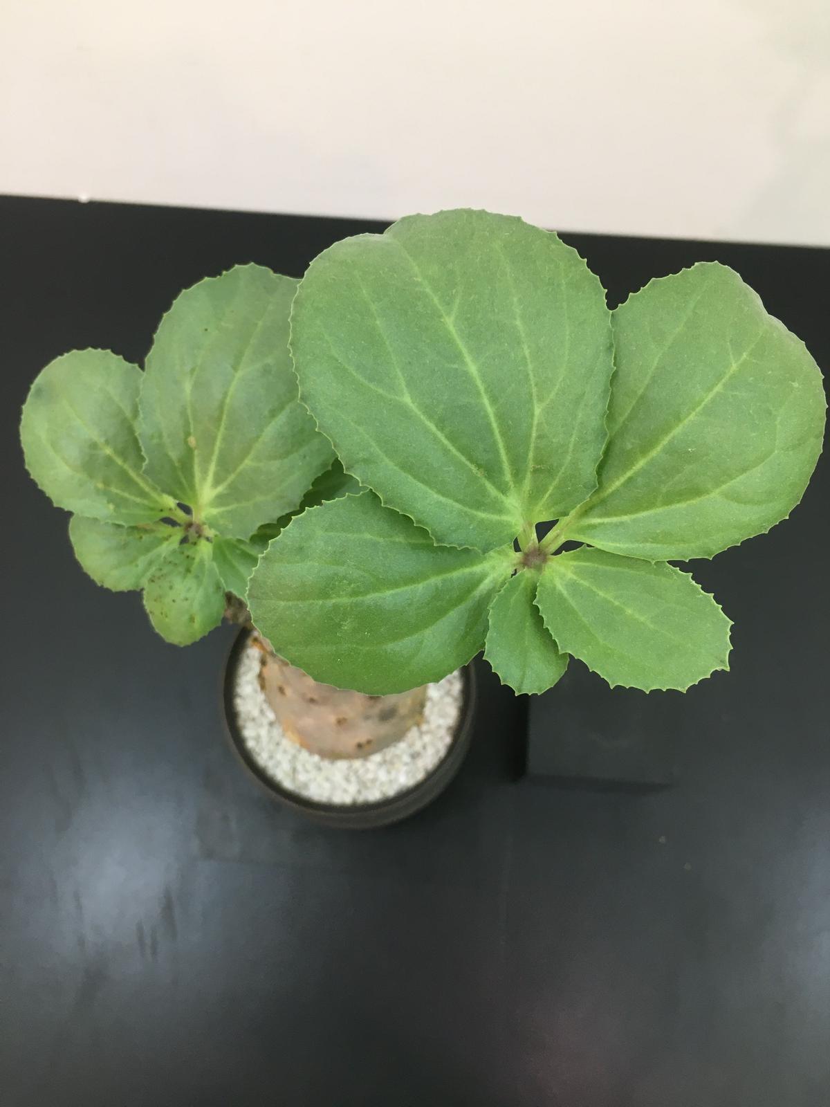 Cyphostemma betiforme キフォステンマ ベティフォルメ | • BOTA...