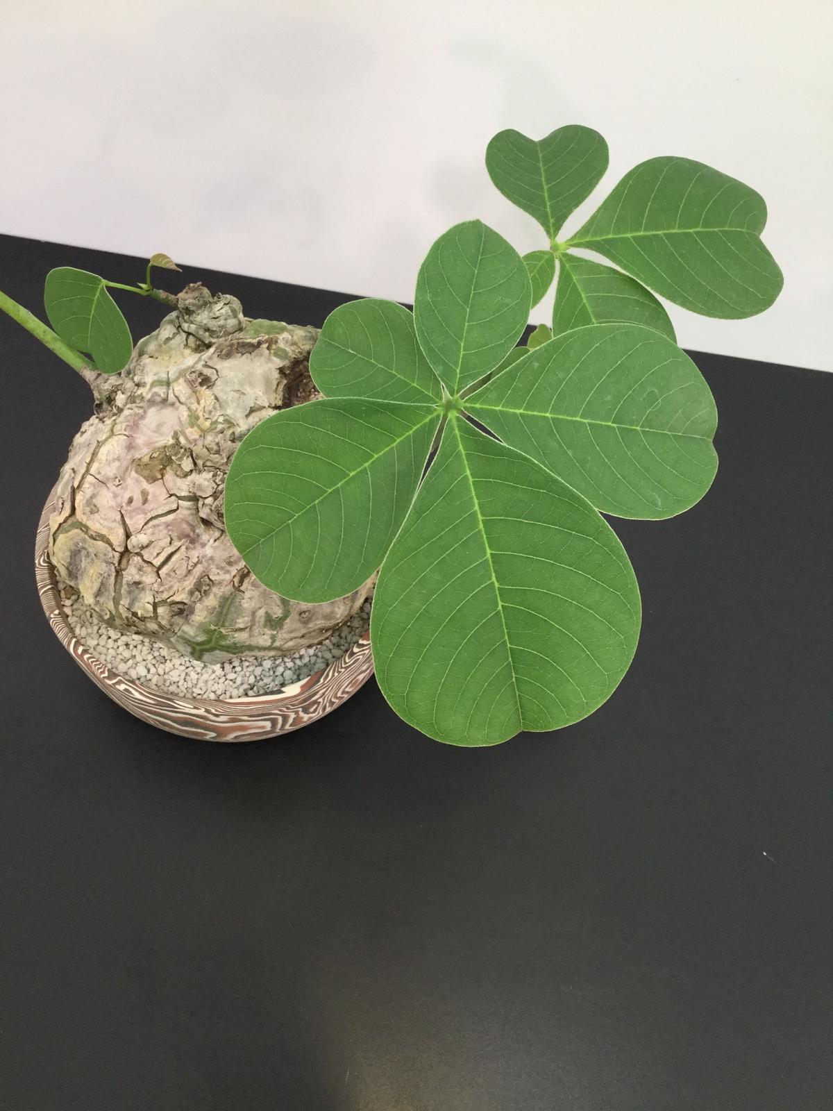 Bombax ellipticum ボンバックス エリプティクム | • BOTAN