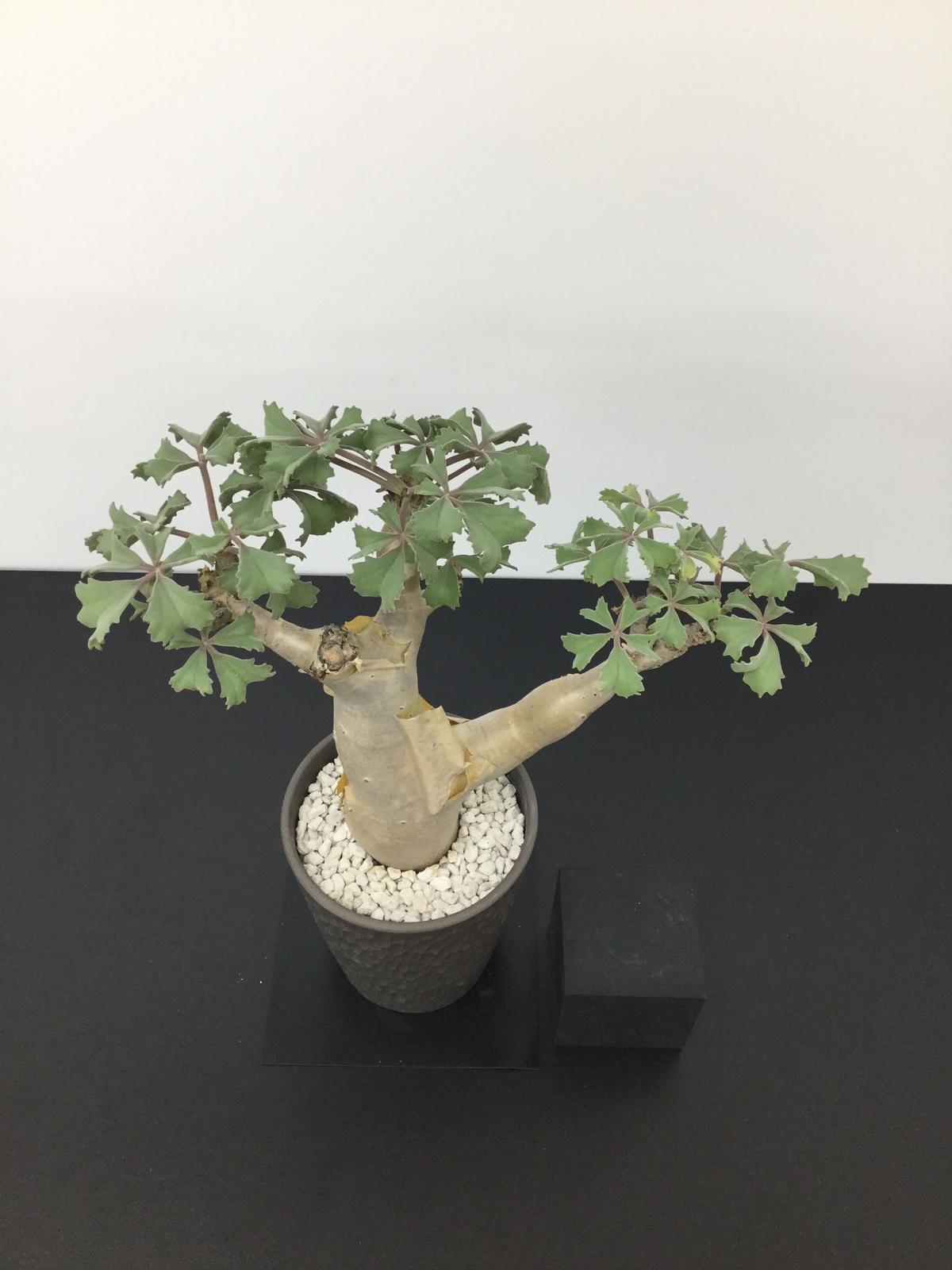 Cyphostemma betiforme キフォステンマ ベティフォルメ | • BOT...