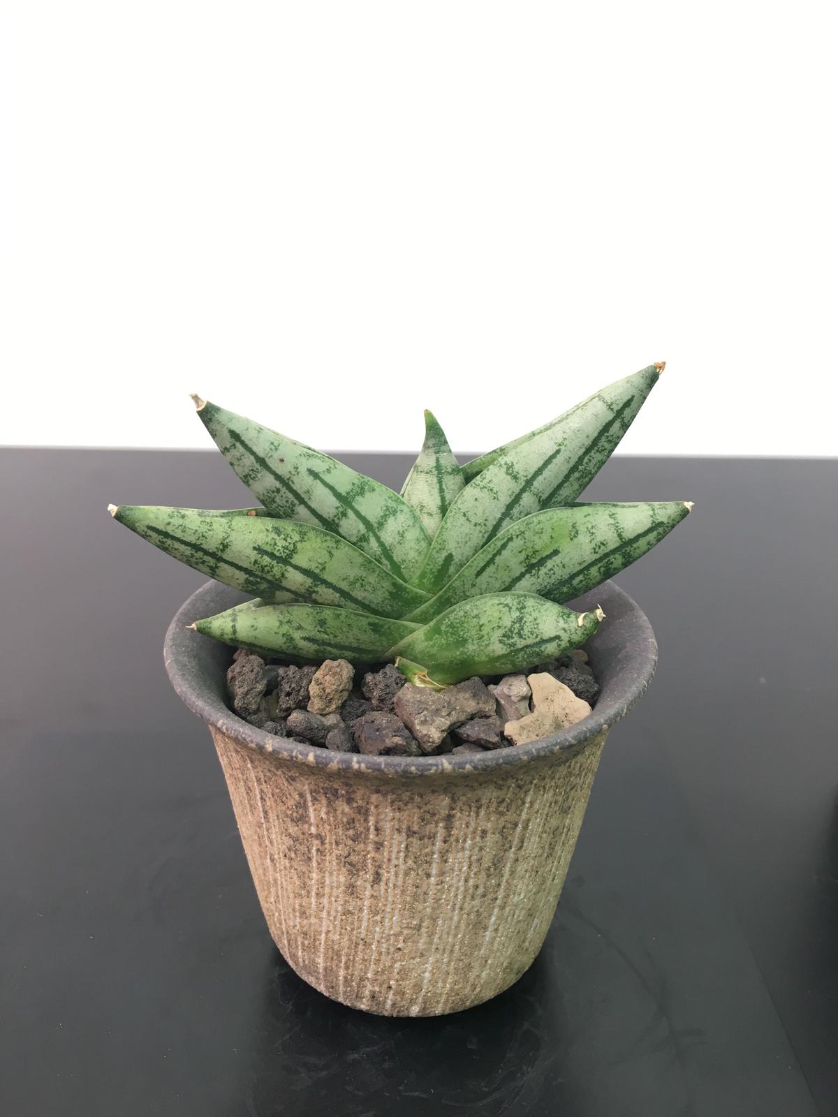 Sansevieria cylindrica 'boncellensis Petit' サンセ...