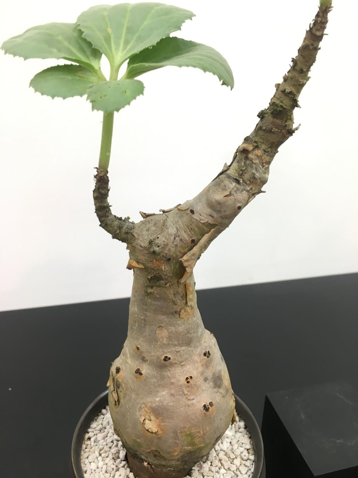 Cyphostemma betiforme キフォステンマ ベティフォルメ | • BOTA...