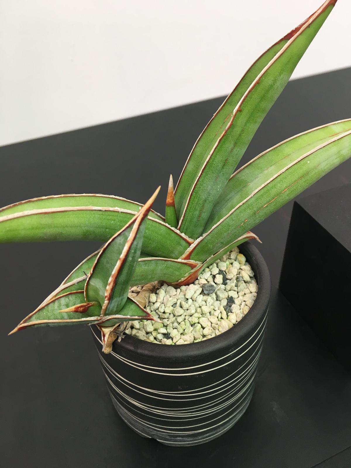 Sansevieria rorida 'Lavranos 23395' サンセベリア ロリダ ...