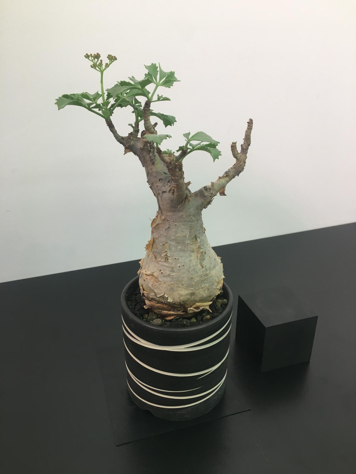 Cyphostemma betiforme キフォステンマ ベティフォルメ | • BOTA...