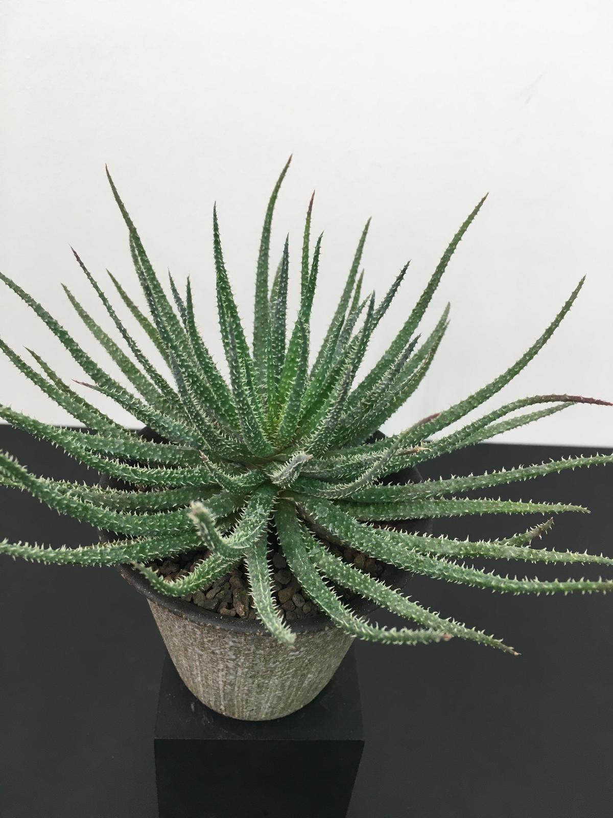 Aloe parvula アロエ パルブラ 女王錦 | • BOTAN