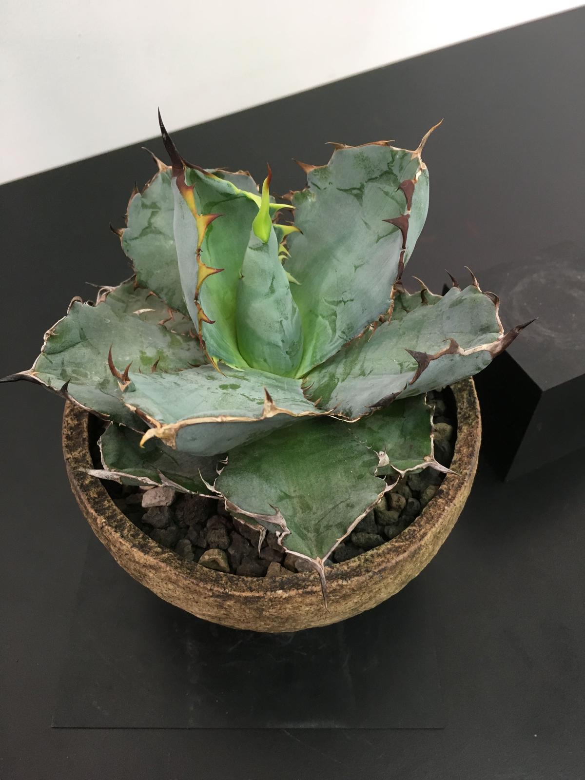 Agave titanota ’BB’ (blue ball,black&blue) アガベ ...