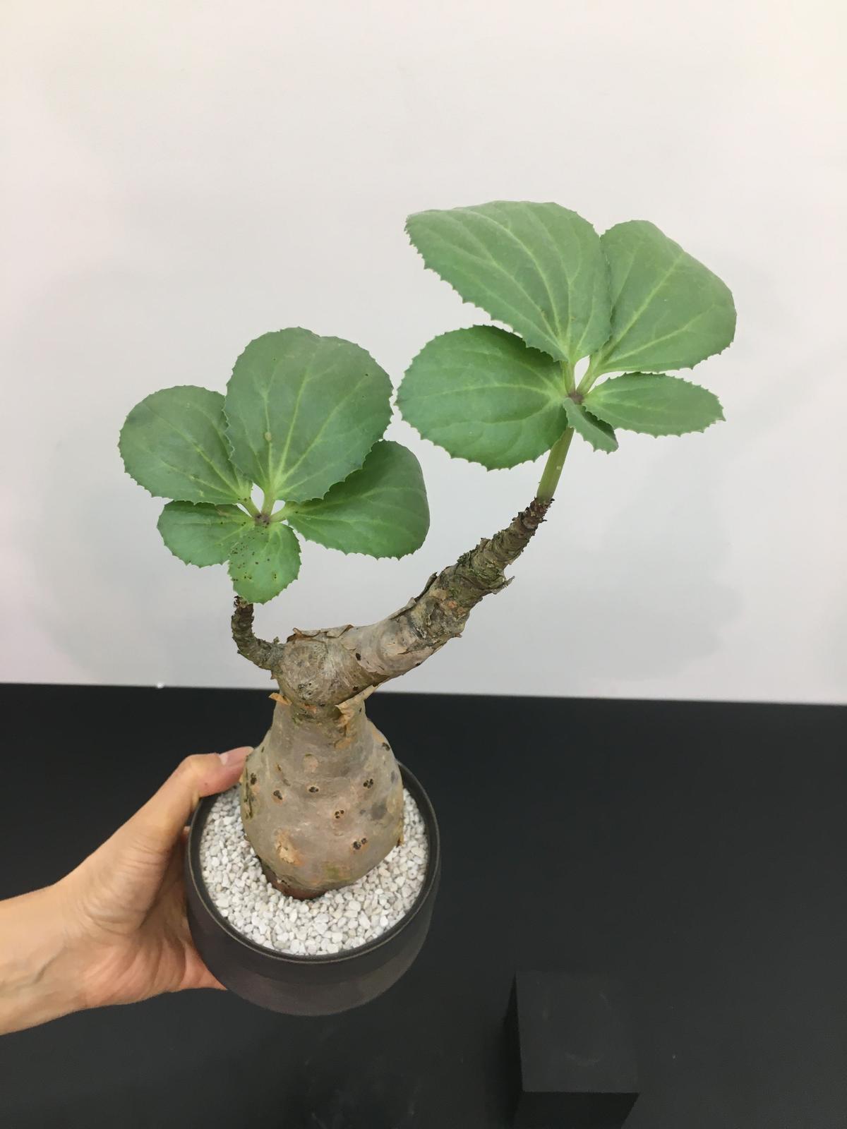 Cyphostemma betiforme キフォステンマ ベティフォルメ | • BOTA...