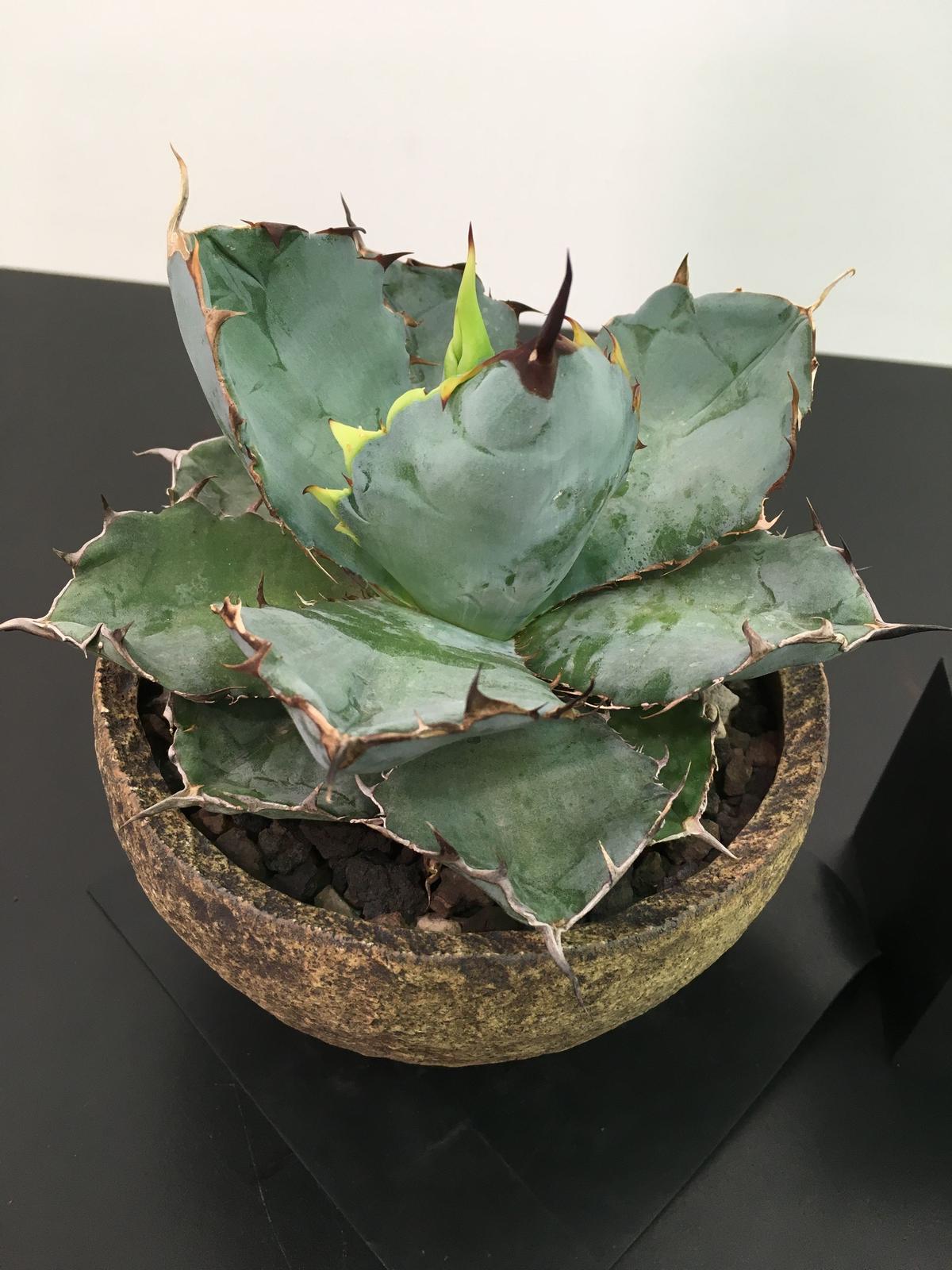 Agave titanota ’BB’ (blue ball,black&blue) アガベ ...
