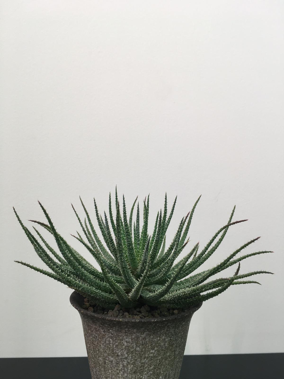 Aloe parvula アロエ パルブラ 女王錦 | • BOTAN