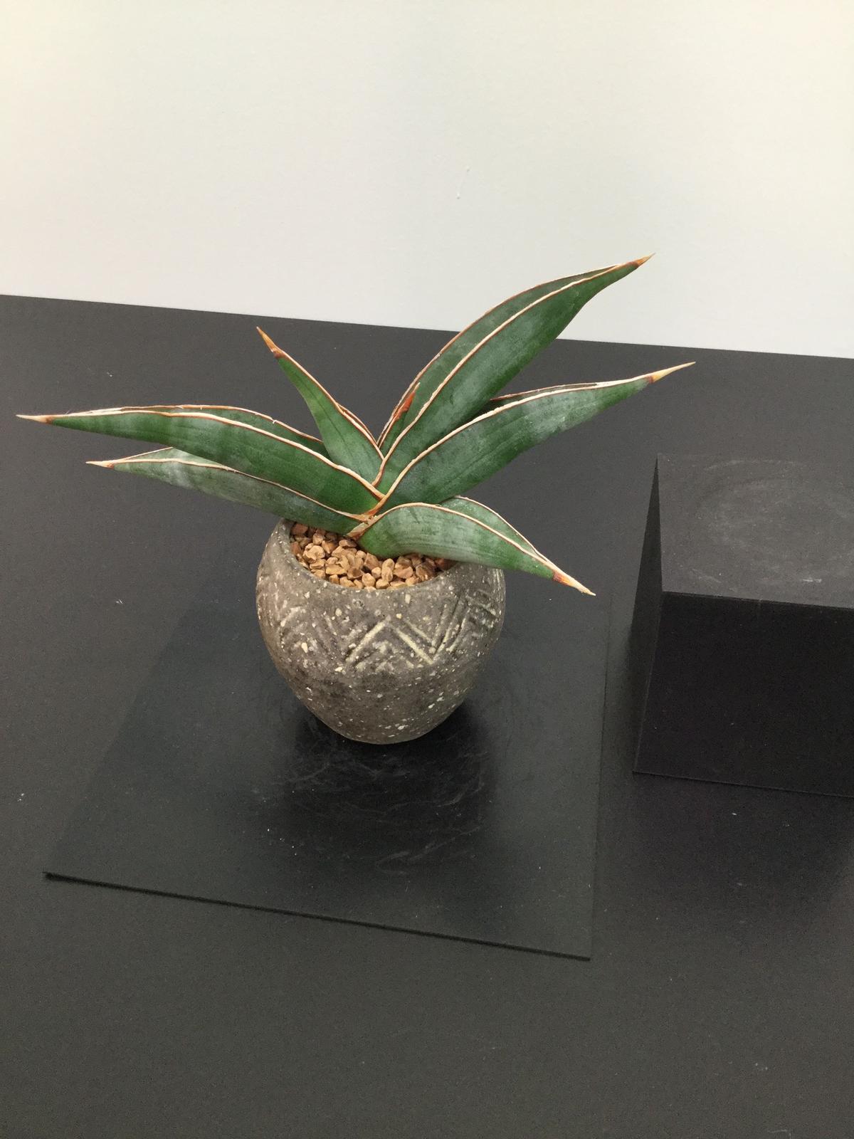 Sansevieria rorida 'Lavranos 23395' サンセベリア ロリダ...
