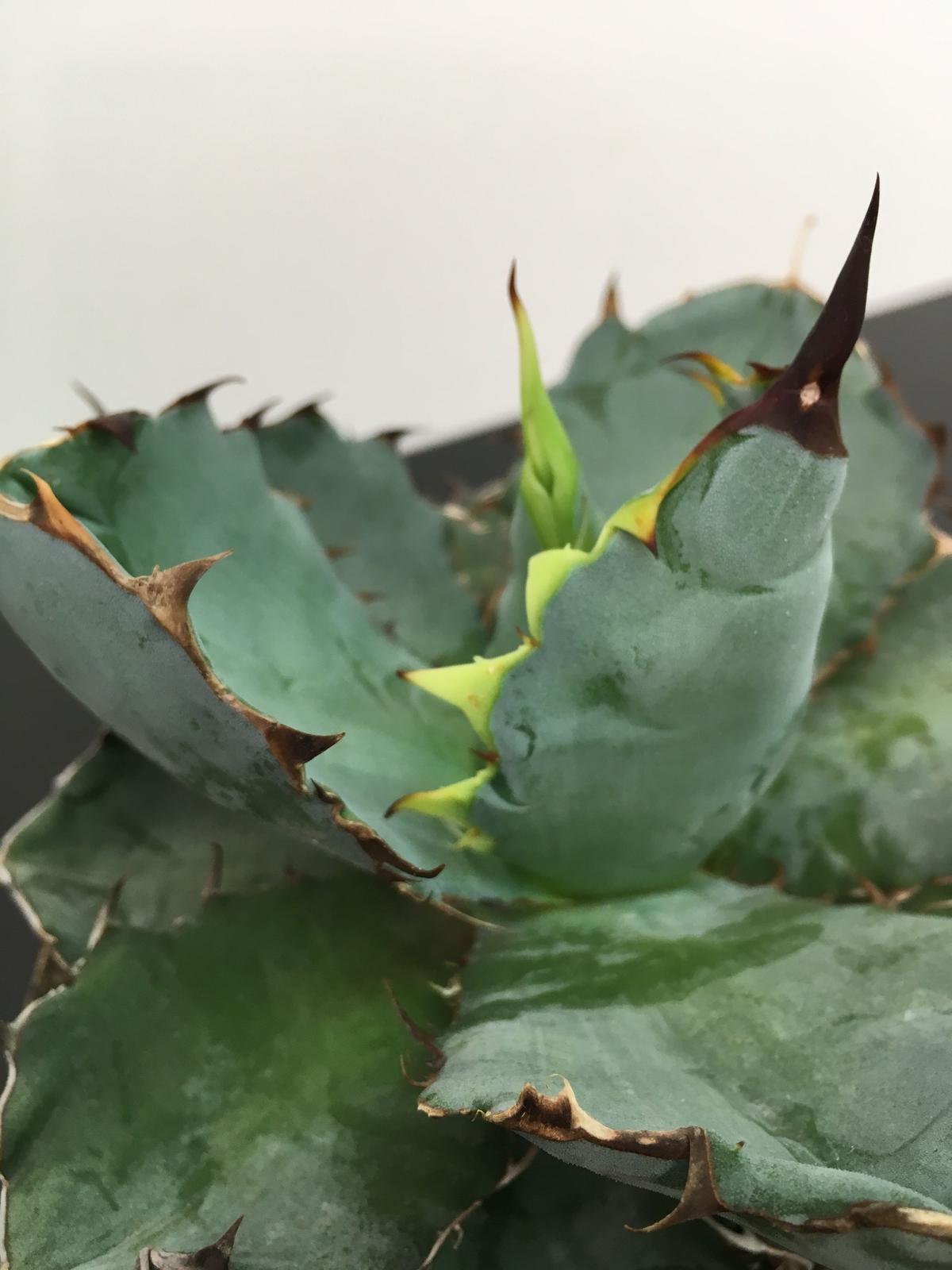 Agave titanota ’BB’ (blue ball,black&blue) アガベ ...