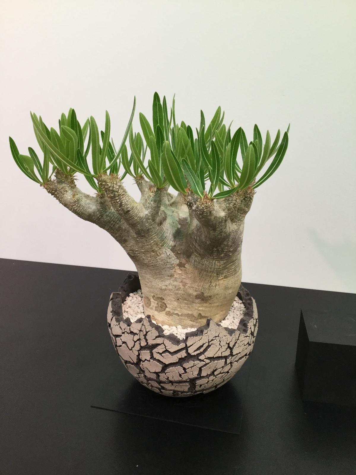 Pachypodium inopinatum パキポディウム イノピナツム | • BOTA...