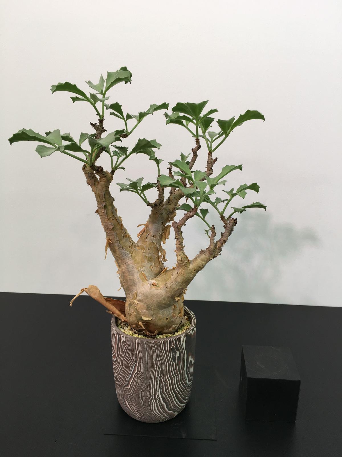 Cyphostemma betiforme キフォステンマ ベティフォルメ | • BOTA...