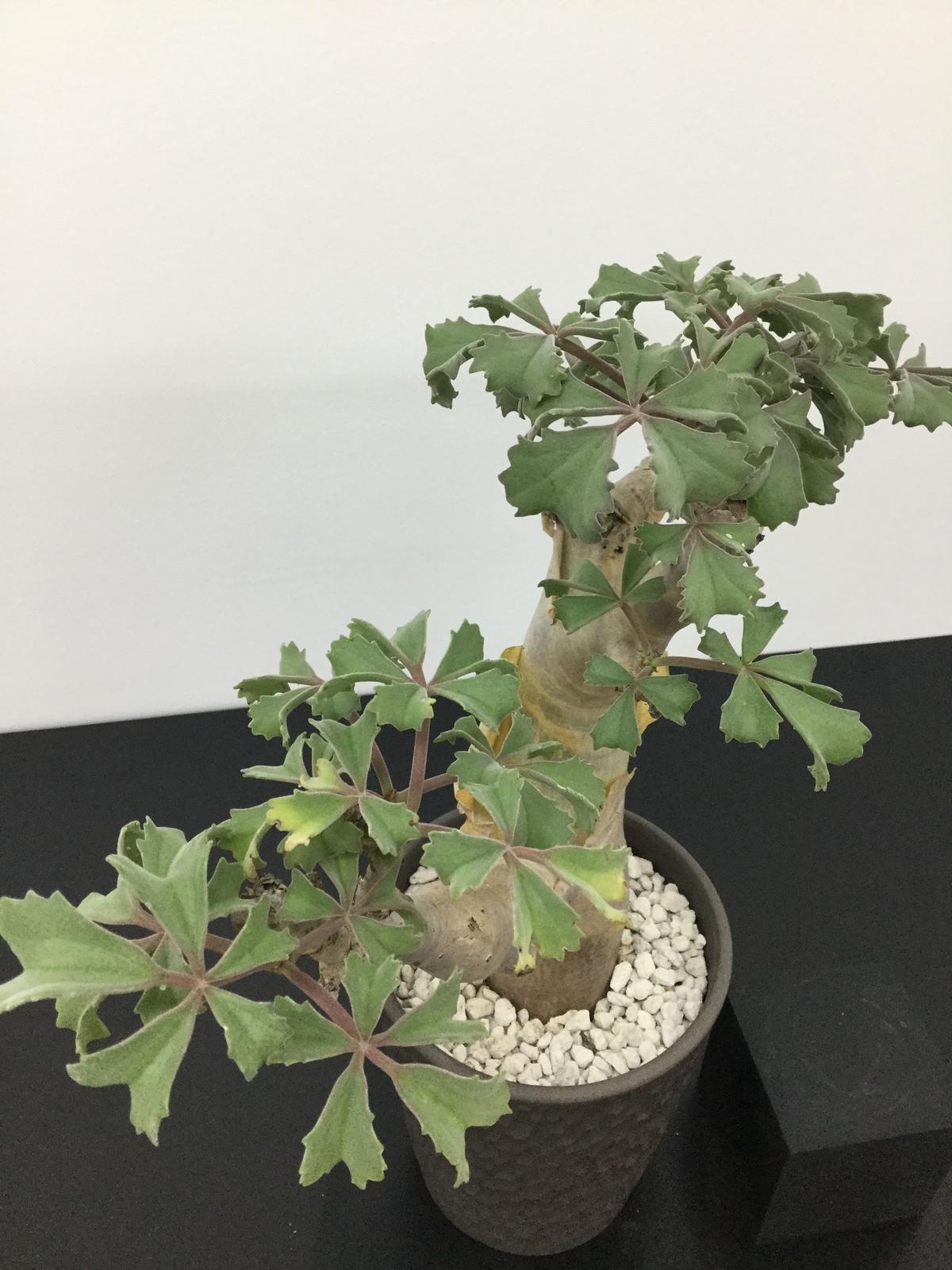 Cyphostemma betiforme キフォステンマ ベティフォルメ | • BOT...