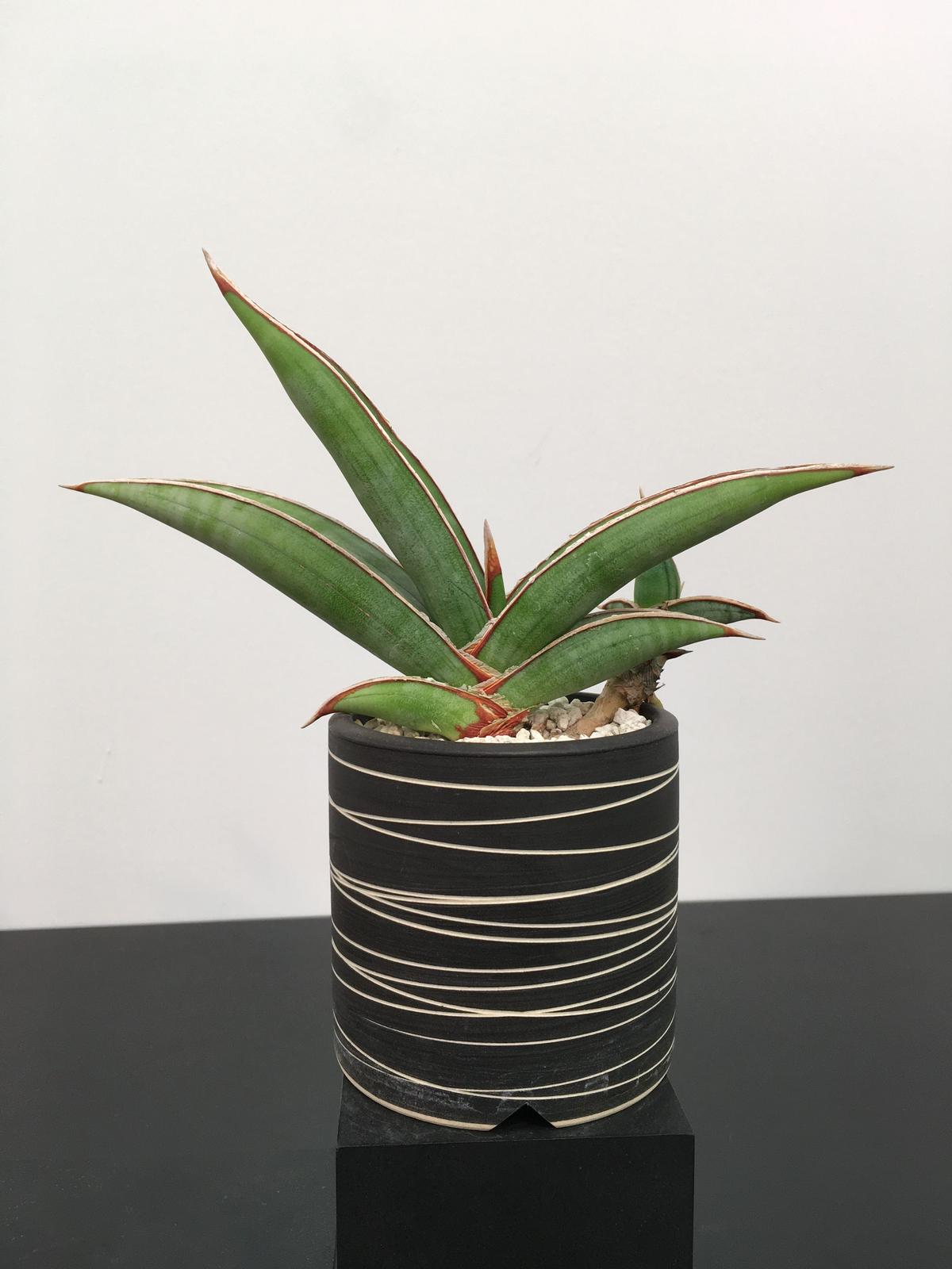 Sansevieria rorida 'Lavranos 23395' サンセベリア ロリダ ...