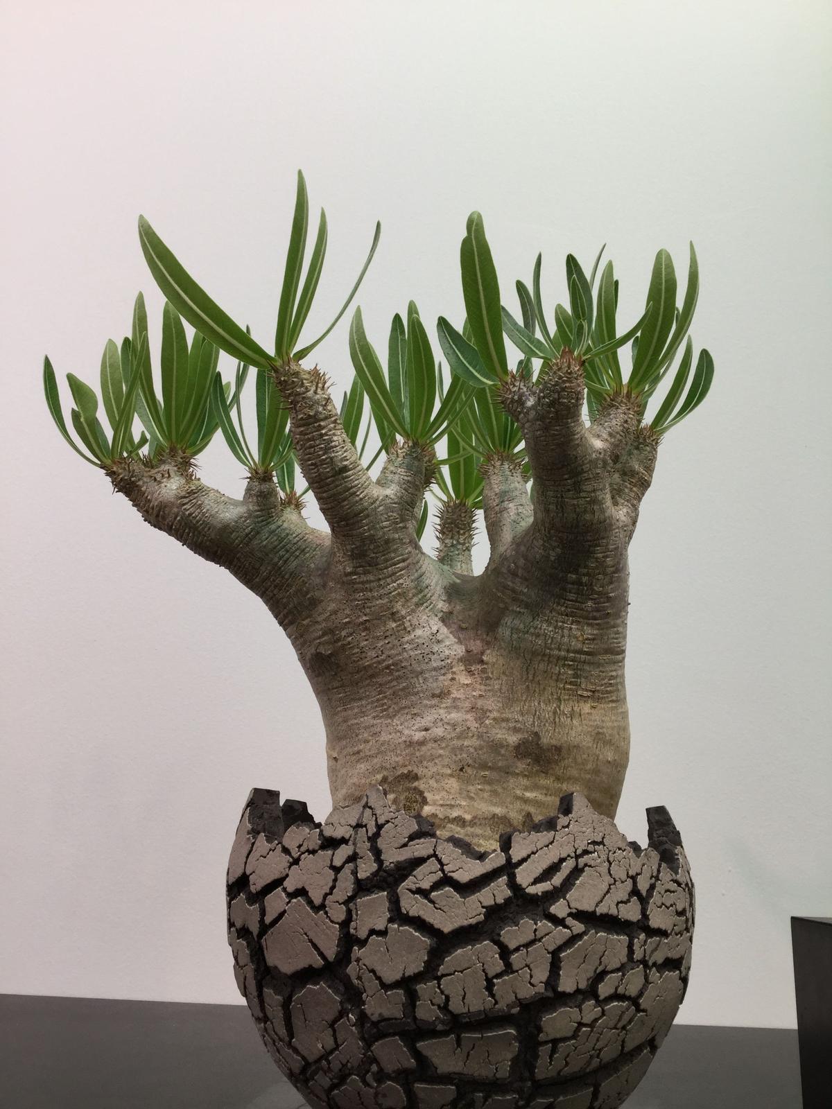 Pachypodium inopinatum パキポディウム イノピナツム | • BOTA...