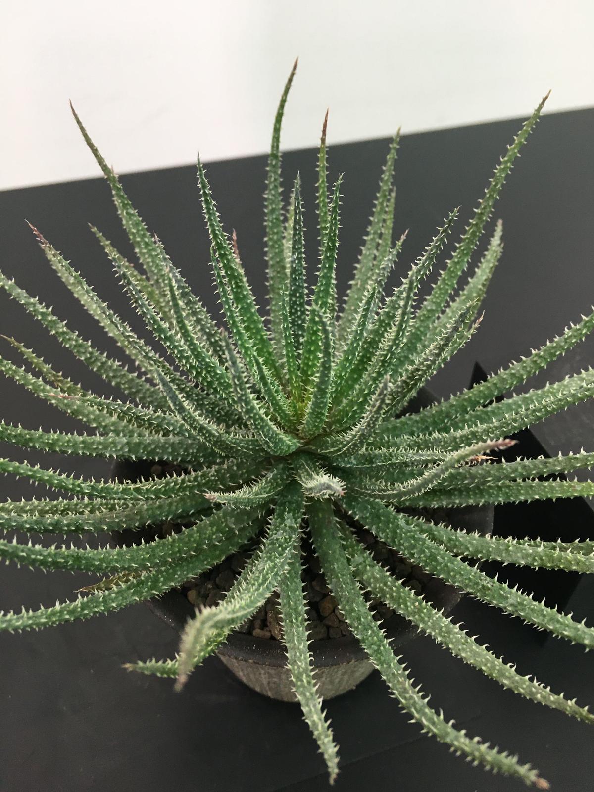 Aloe parvula アロエ パルブラ 女王錦 | • BOTAN