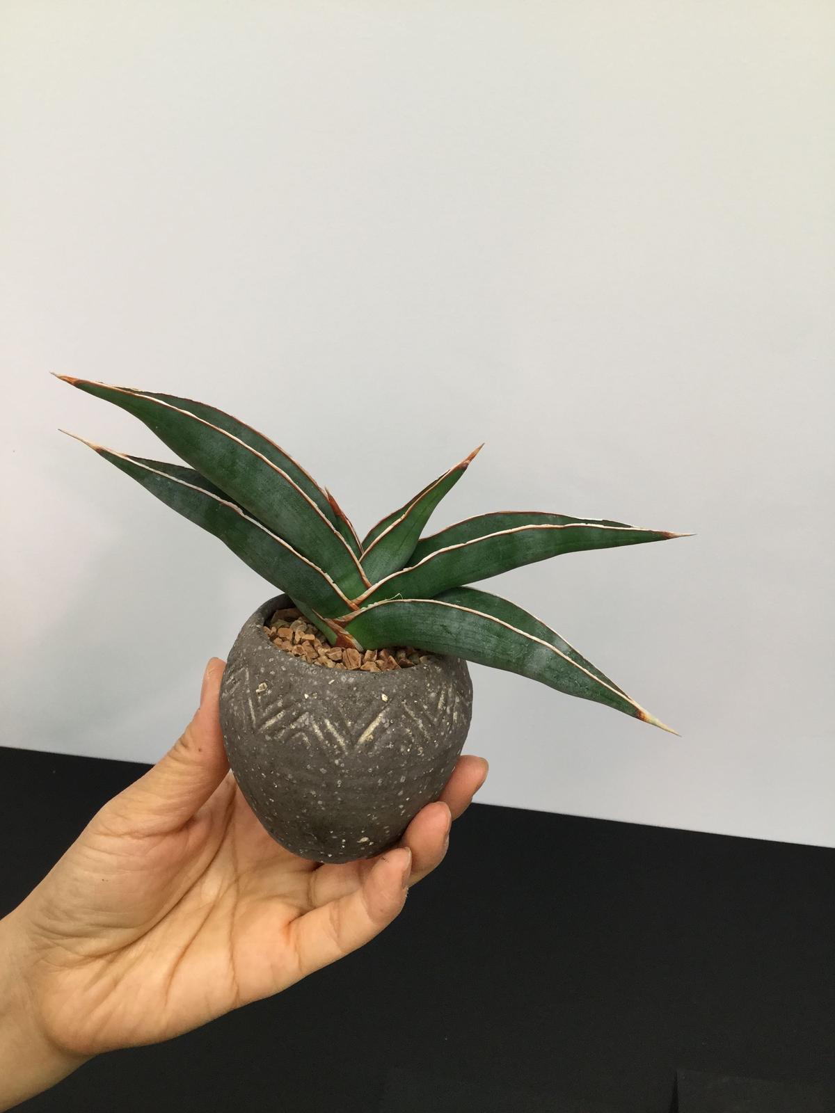 Sansevieria rorida 'Lavranos 23395' サンセベリア ロリダ...